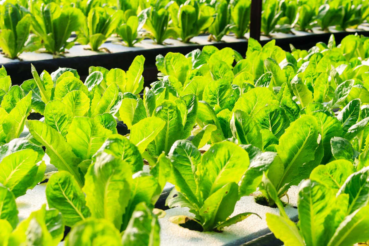 Want to Start Gardening? Here Are Plants to Remember | Storm Hosts